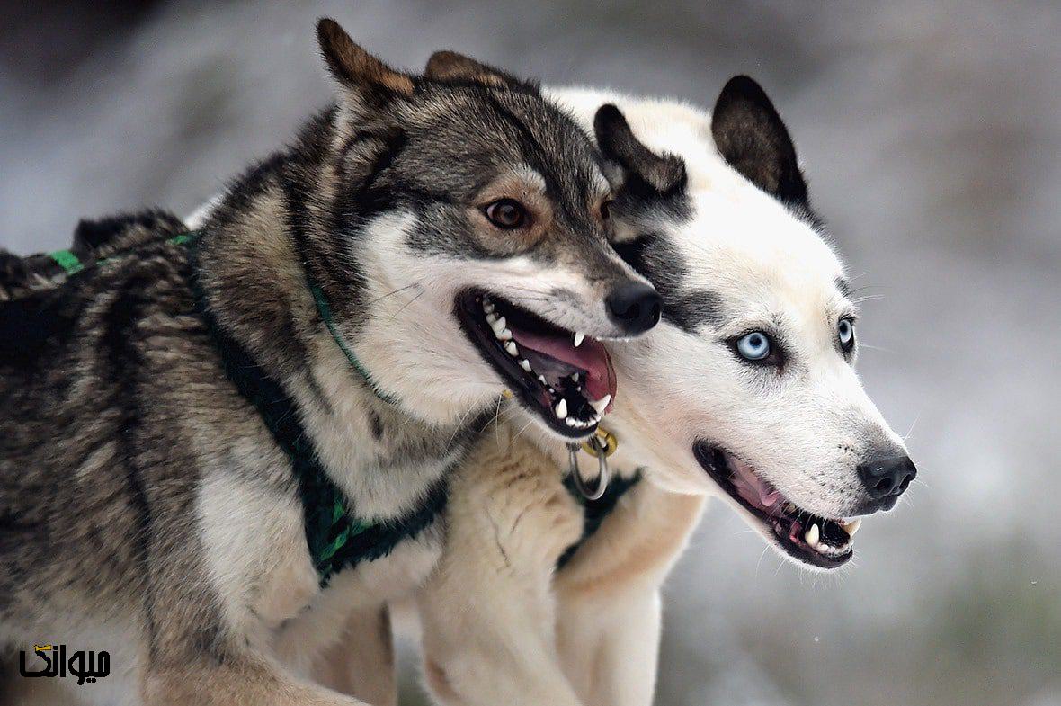 سگ هاسکی؛ معرفی کامل نژاد، آموزش، نگهداری و تغذیه